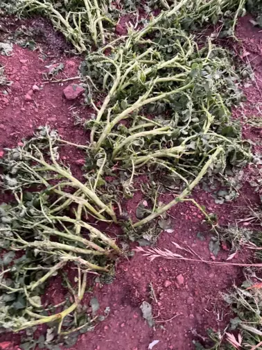 Granizo destrói dezenas de hortas e culturas agrícolas no Norte. O que ...